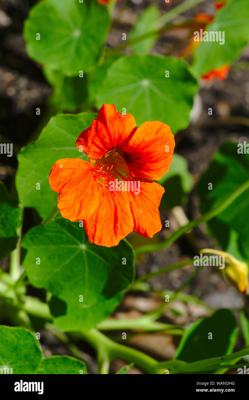 red nasturtium flower close up. Tropaeolum majus Stock Photo - Alamy