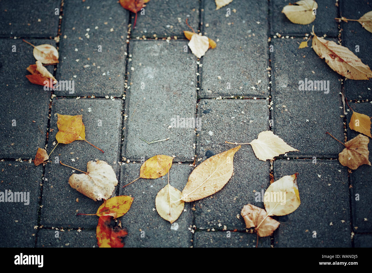 Autumn yellow leaves on the pavement, fall background with copy space ...