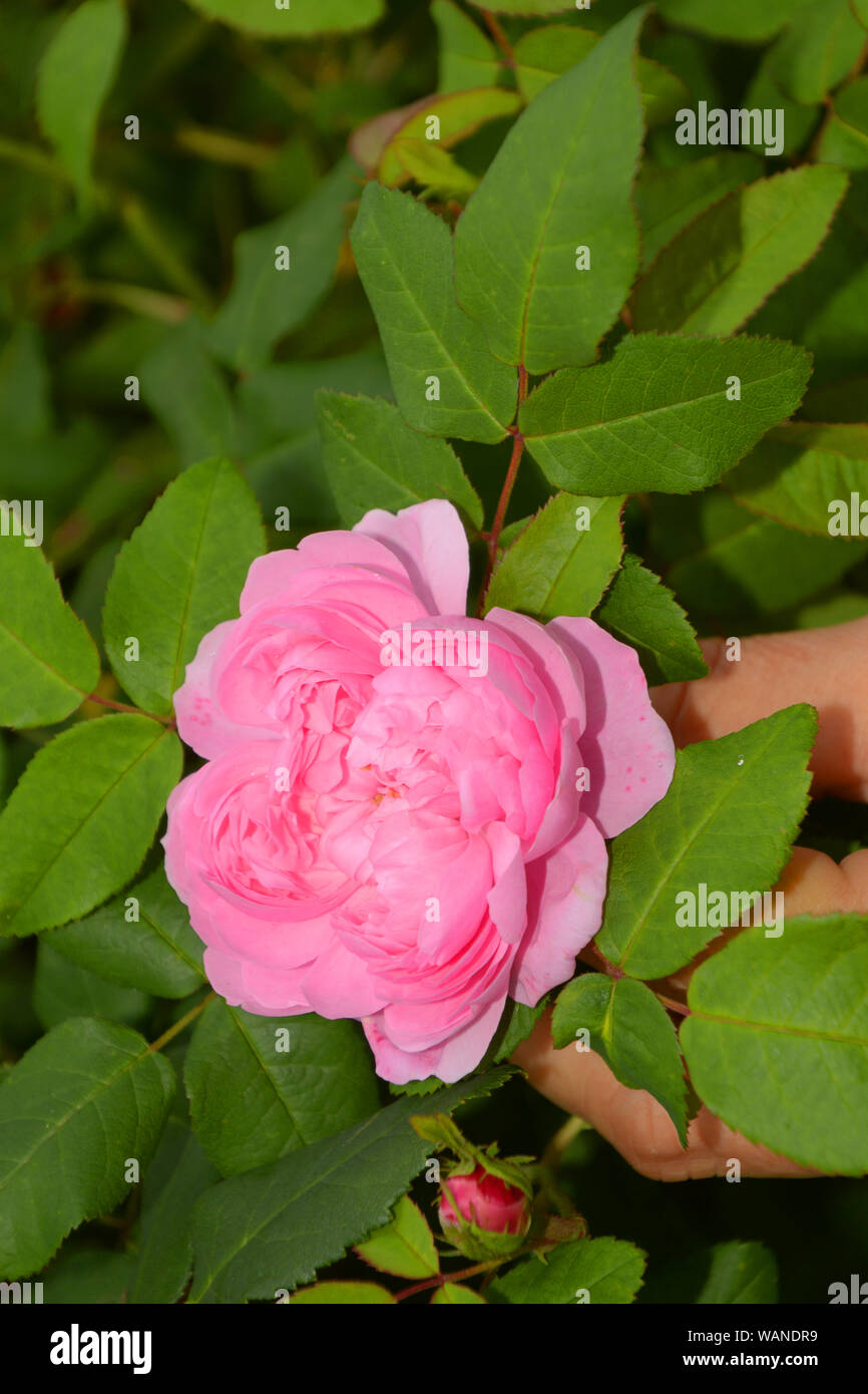 pink portland rose, portland rose comte de chambord in bloom with the ...