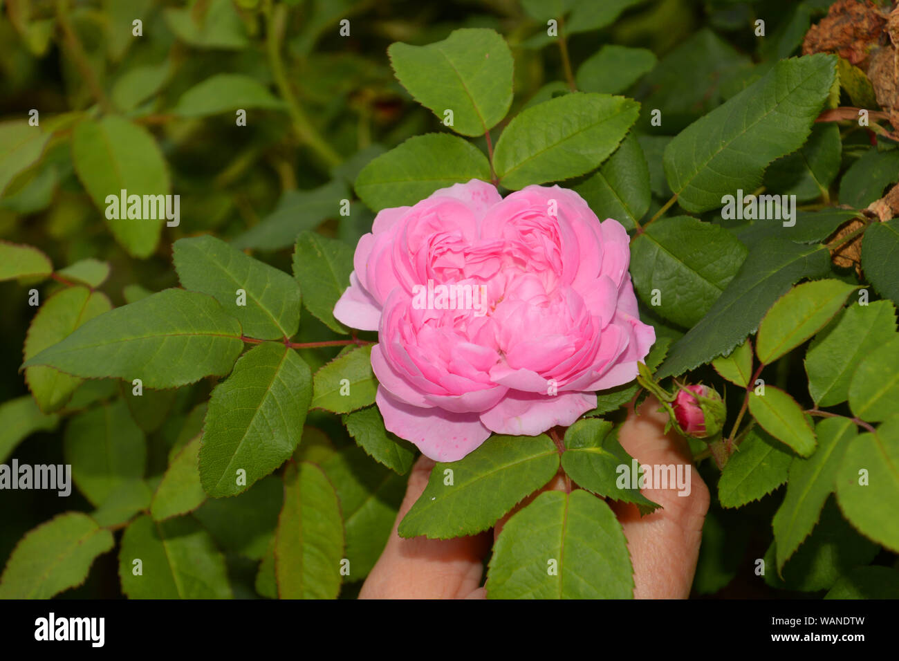 Portland thorns hi-res stock photography and images - Alamy