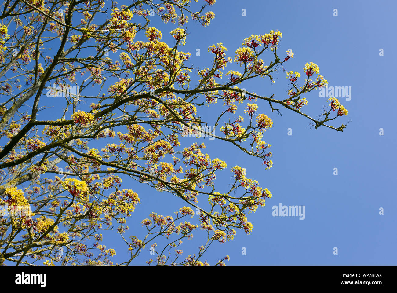 Pale yellow flowers hi-res stock photography and images - Alamy
