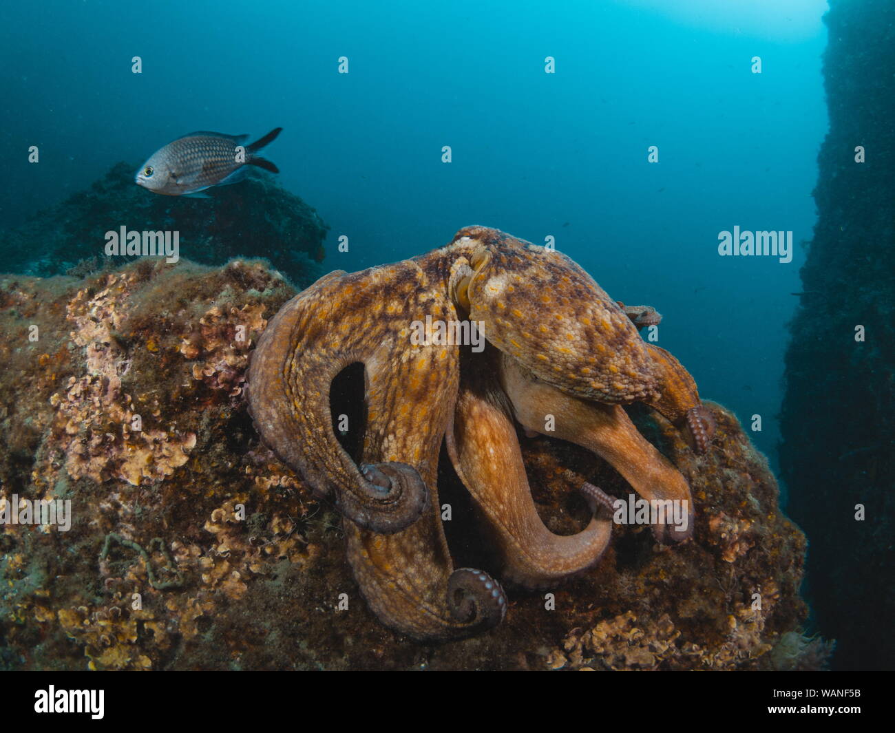 A common octopus (Octopus vulgaris) in the mediteranean sea Stock Photo ...
