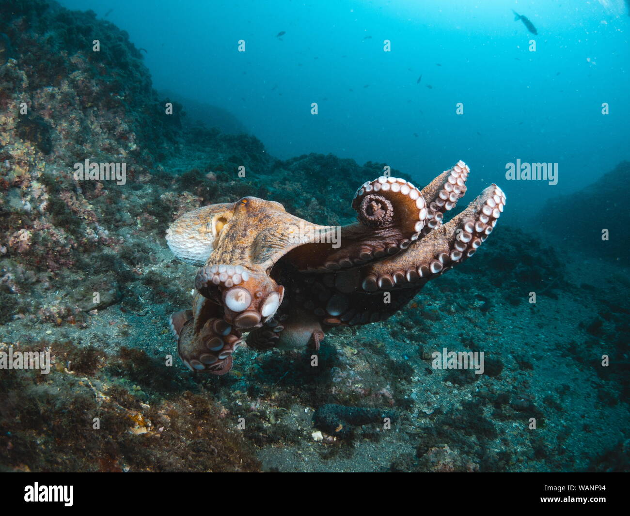 A common octopus (Octopus vulgaris) in the mediteranean sea Stock Photo ...