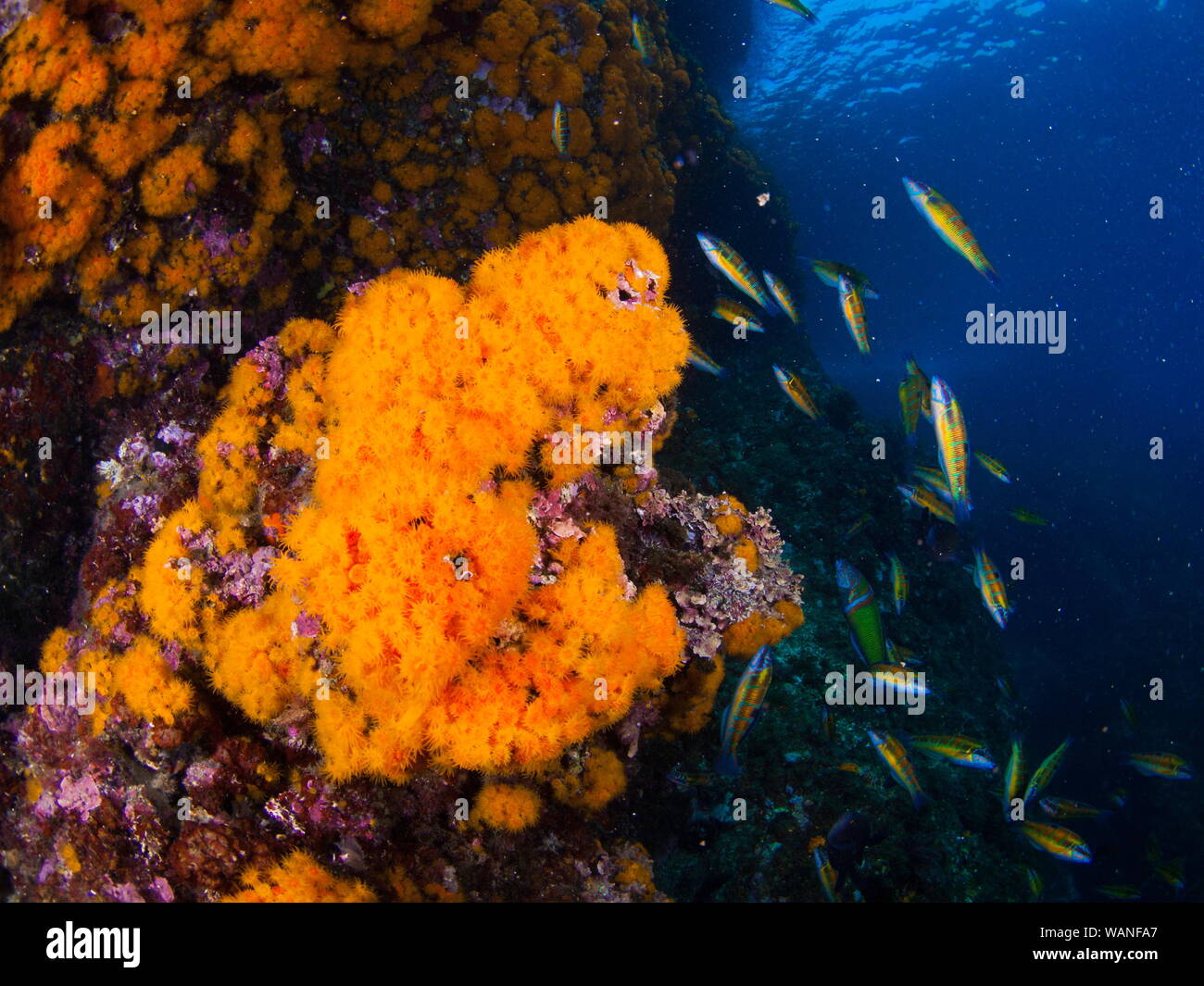 Astroides hi-res stock photography and images - Alamy