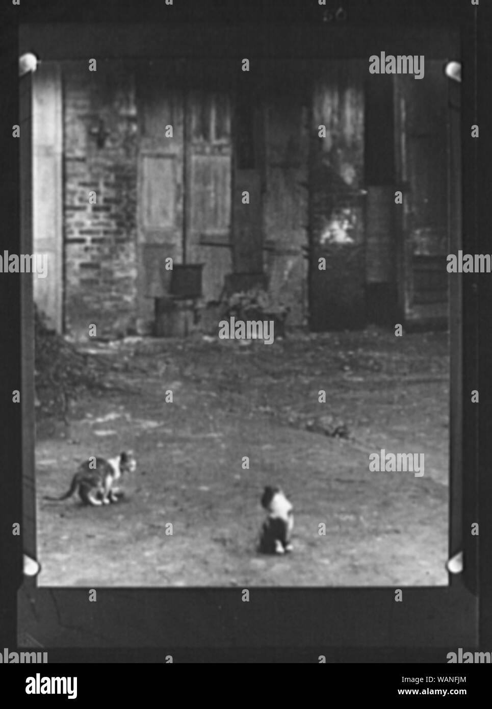 Courtyard of the animals hi-res stock photography and images - Alamy