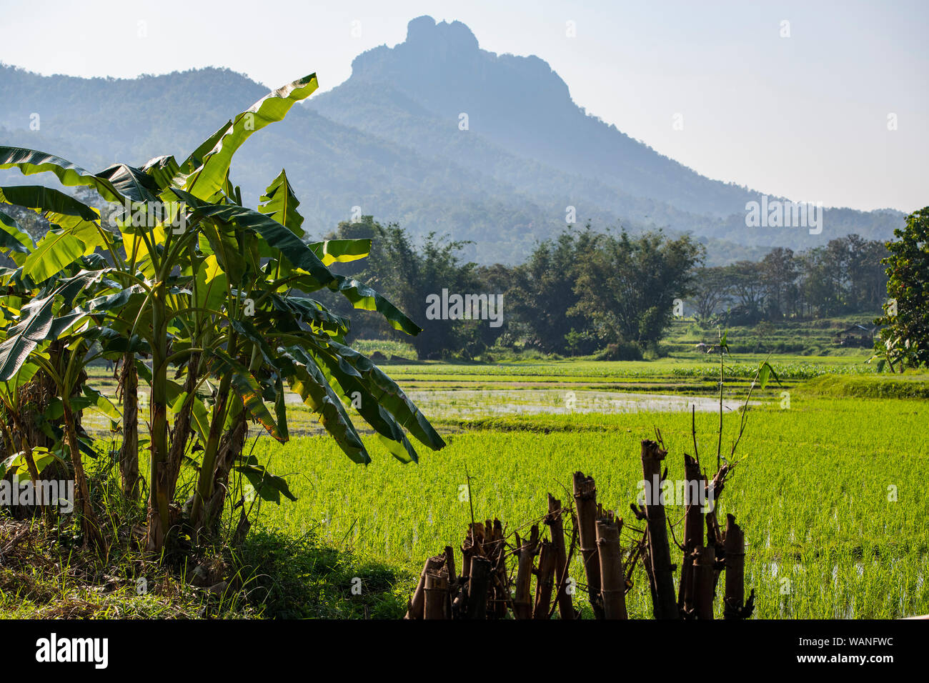 rural landscape and rice paddies in Northern Thailand Stock Photo - Alamy