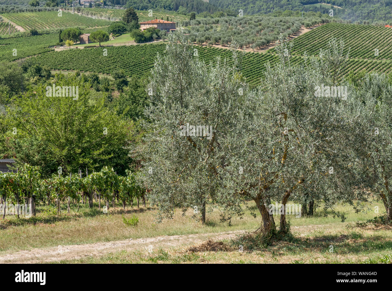 Typical Chianti landscape with vineyards and olive trees between the ...