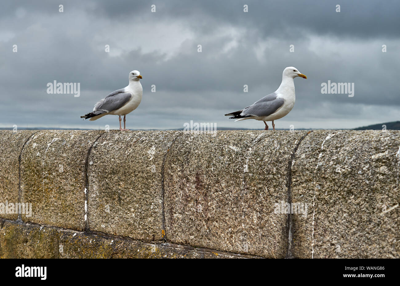 Two seagulls standing on a stone bridge by the ocean. Close up Stock Photo - Alamy