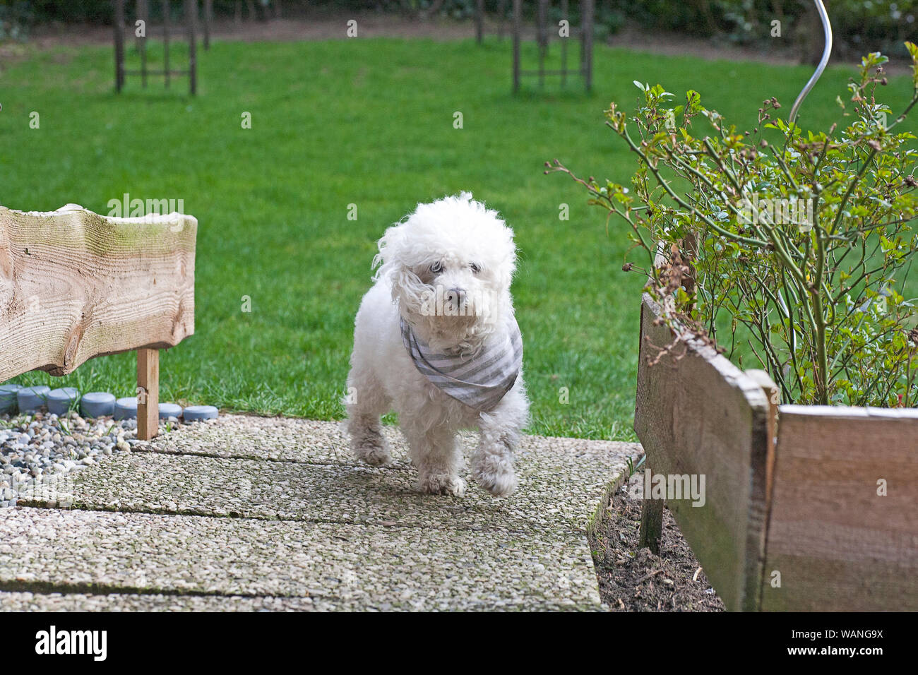 Small white curly dog outdoor portrait model cute Sweet small white dog ...