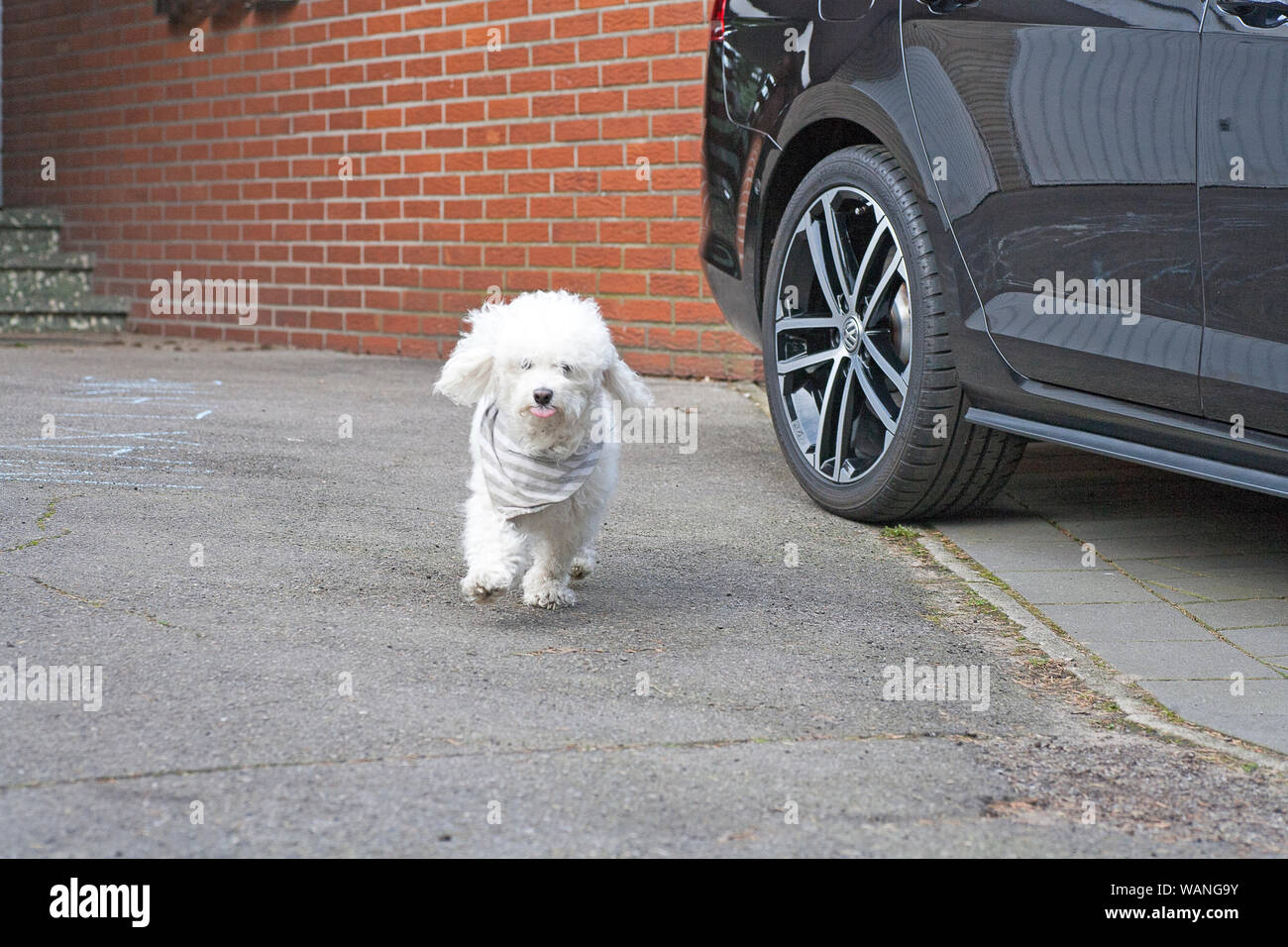 Small white curly dog outdoor portrait model cute Sweet small white dog ...