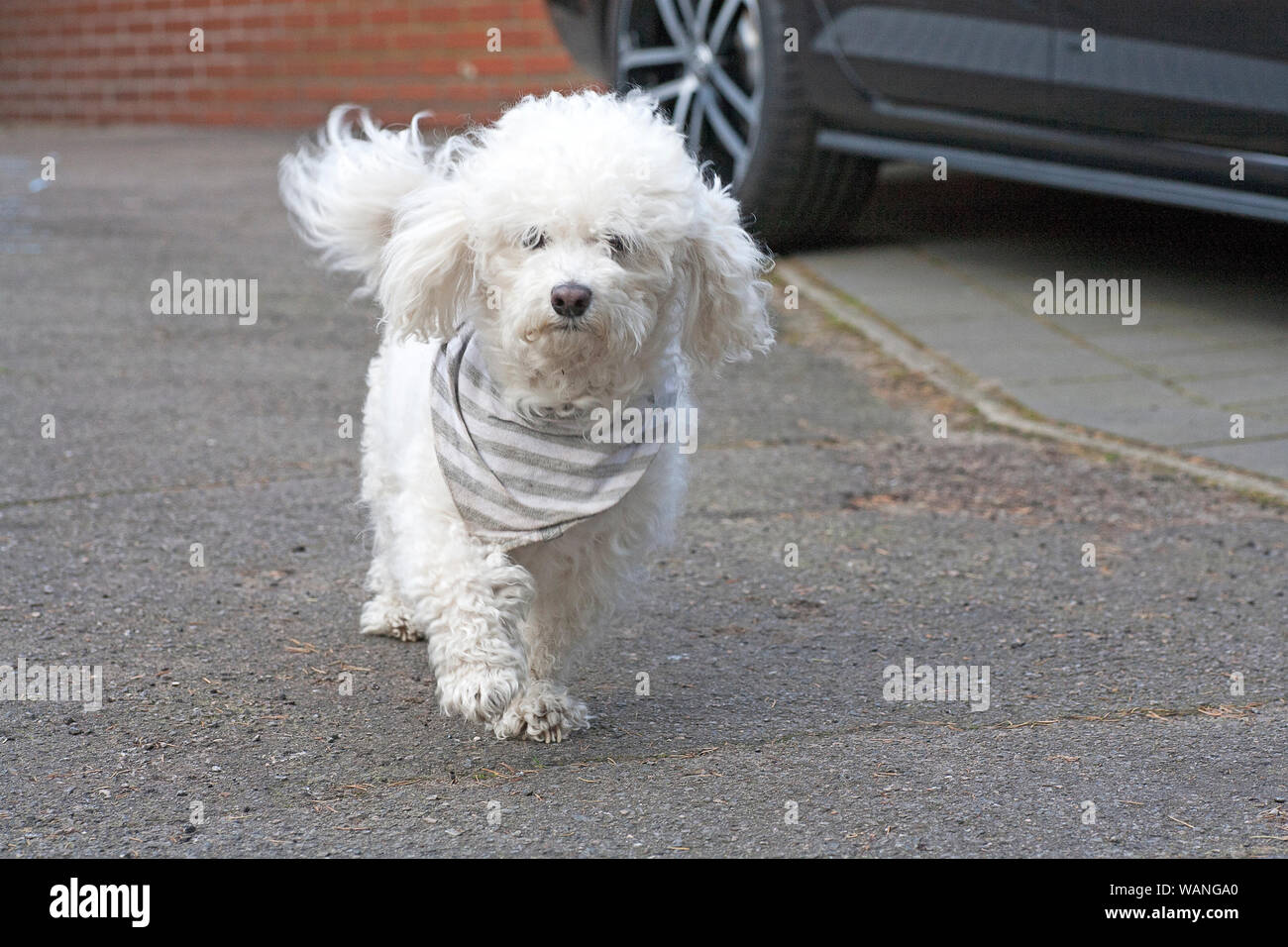 Small white curly dog outdoor portrait model cute Sweet small white dog ...