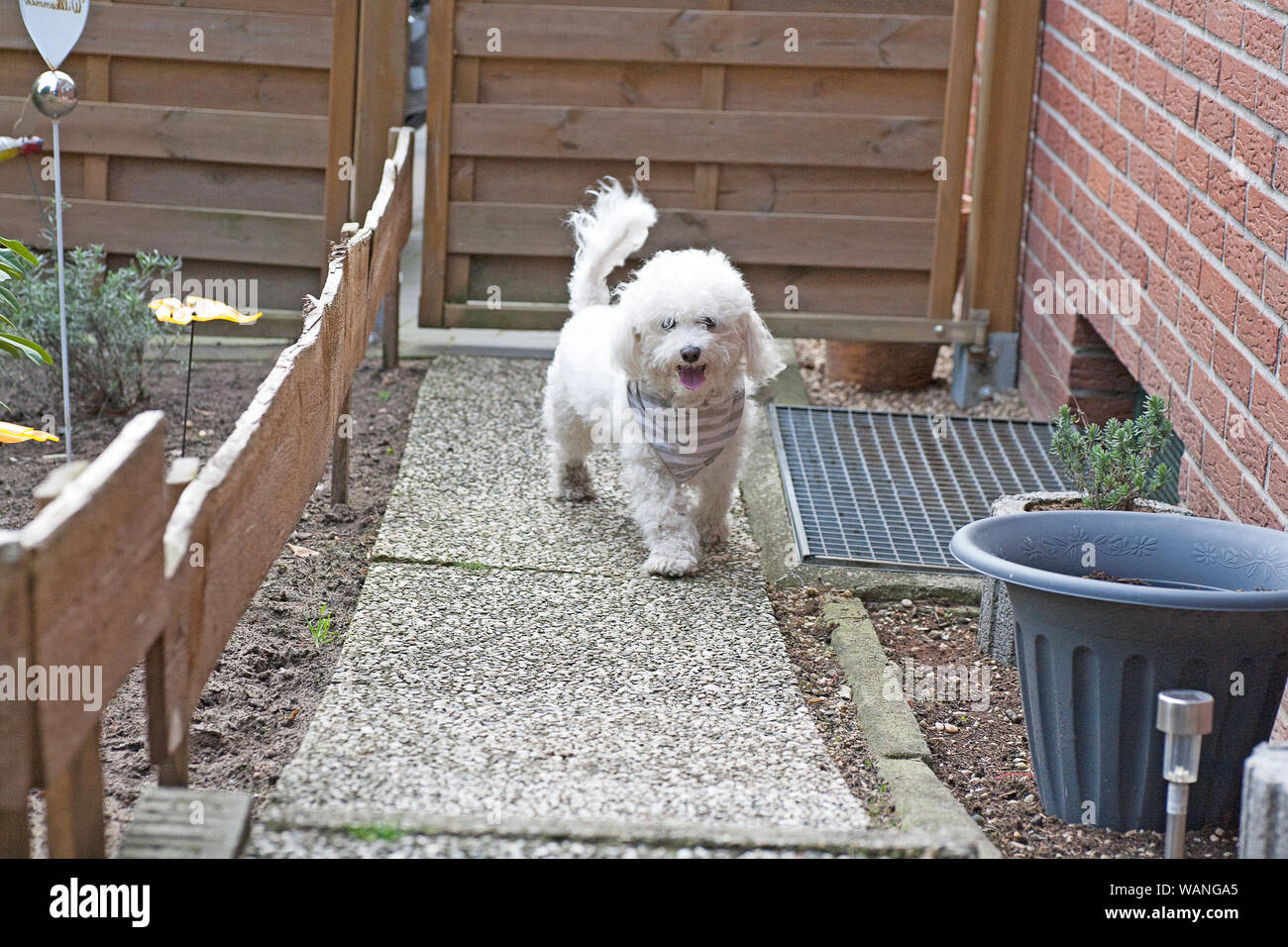 Small white curly dog outdoor portrait model cute Sweet small white dog ...