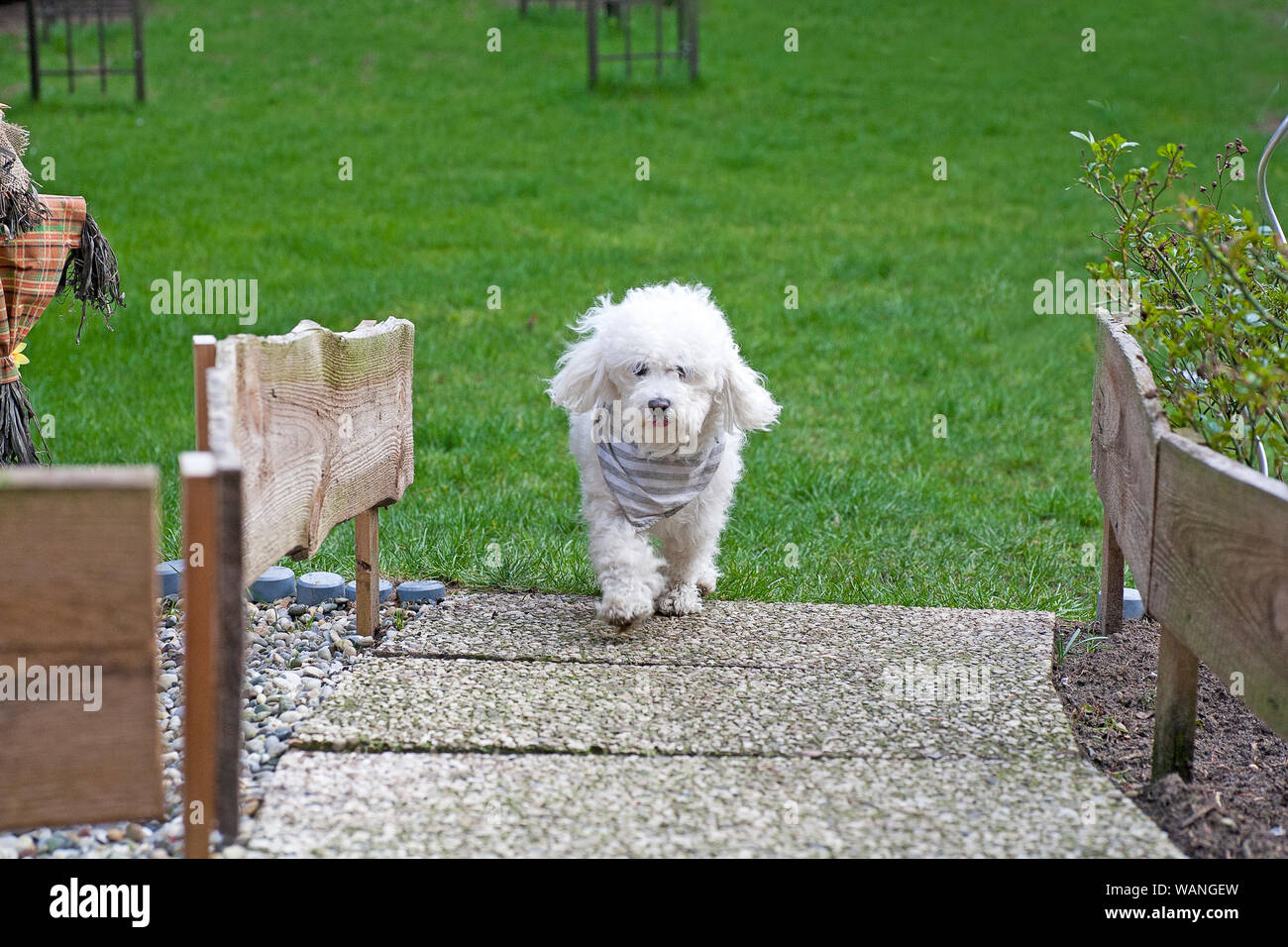 Small white curly dog outdoor portrait model cute Sweet small white dog ...