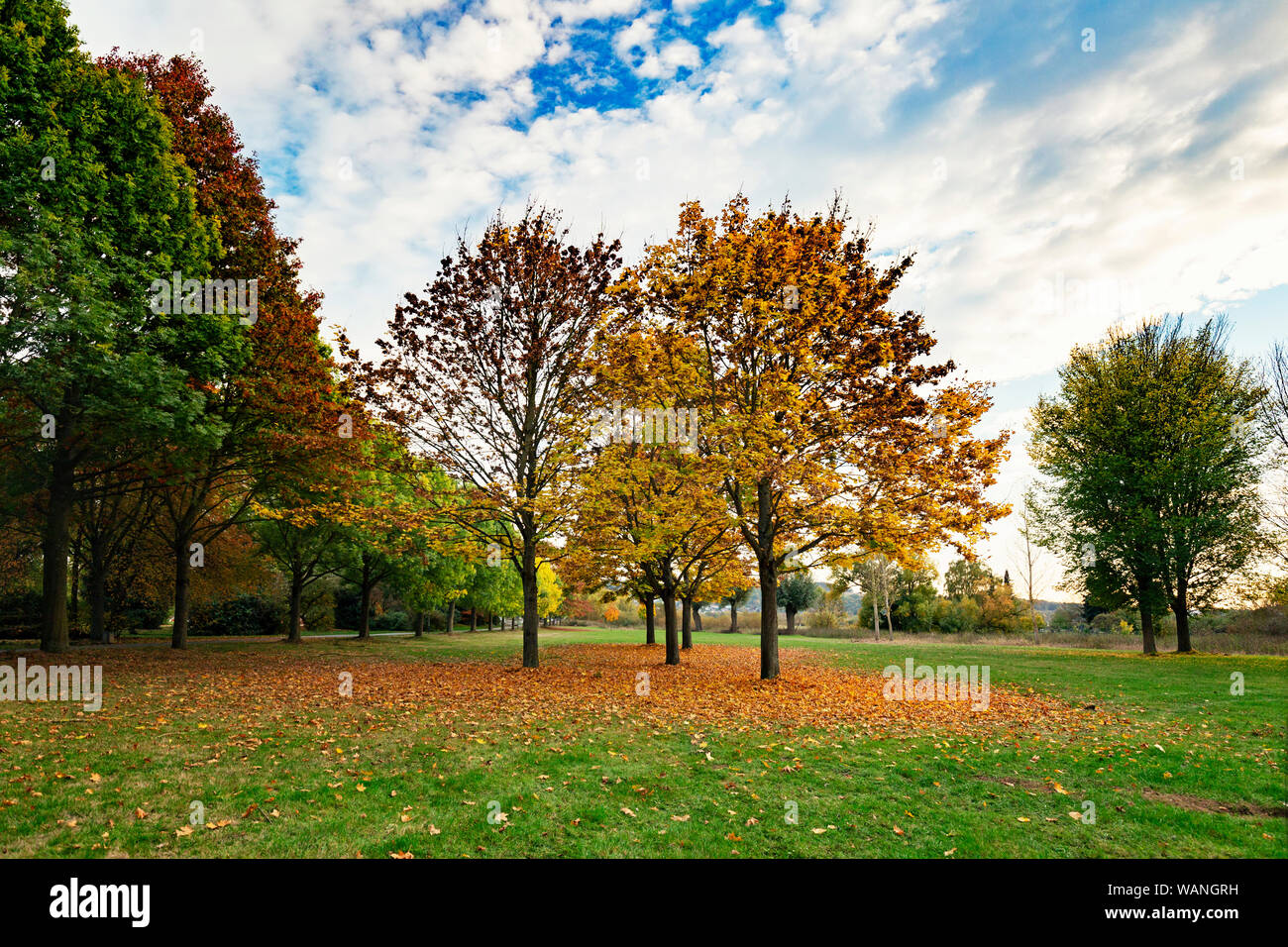 Beautiful Trees in Autumn in Hessen Germany Stock Photo - Alamy
