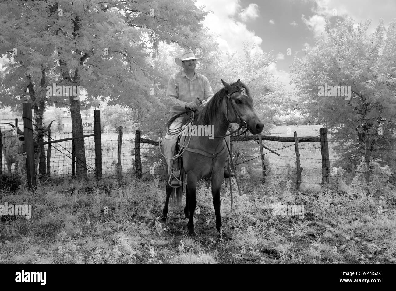 Cowhand Craig Bauer aboard his horse, Spaghetti, at the 1,800-acre ...