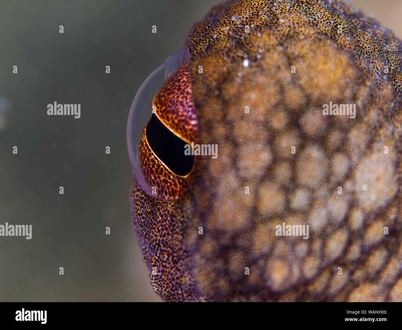 Octopus' eye, Close-up of an Common octopus (Octopus vulgaris Stock ...
