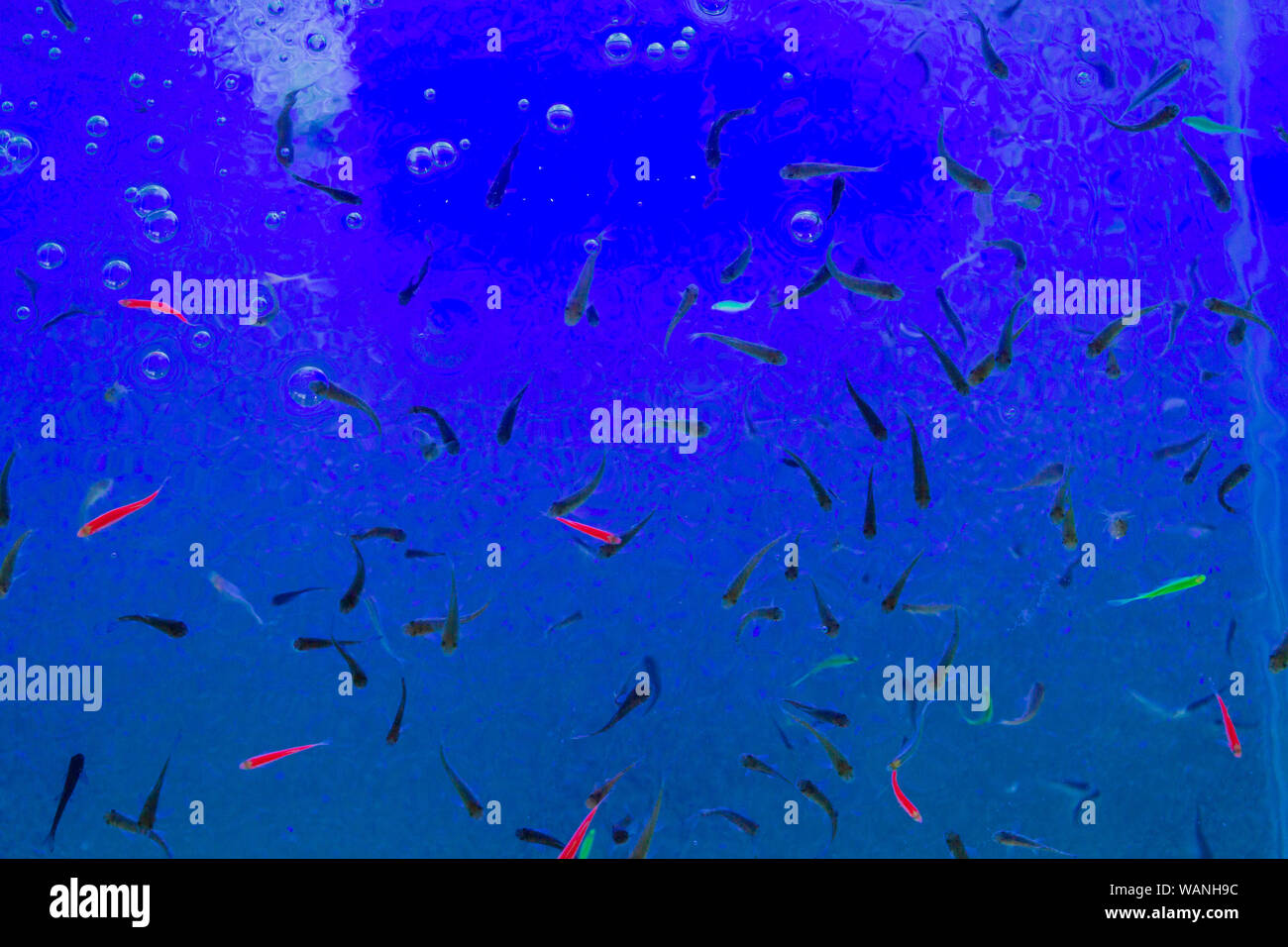 Fish Garra rufa swim in the aquarium in the summer Stock Photo - Alamy