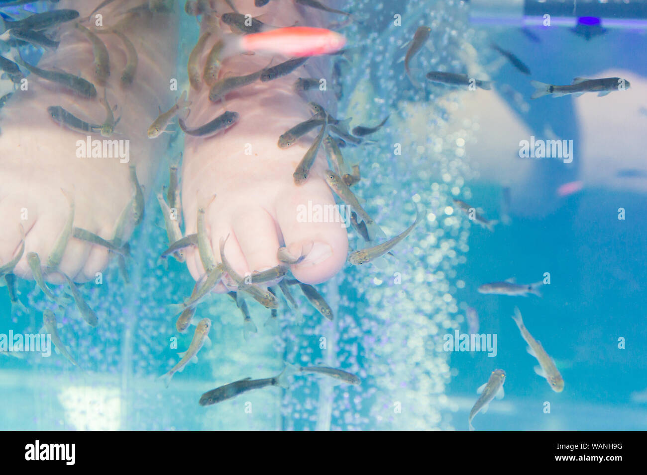 Fish Garra rufa in the aquarium treated feet Stock Photo - Alamy