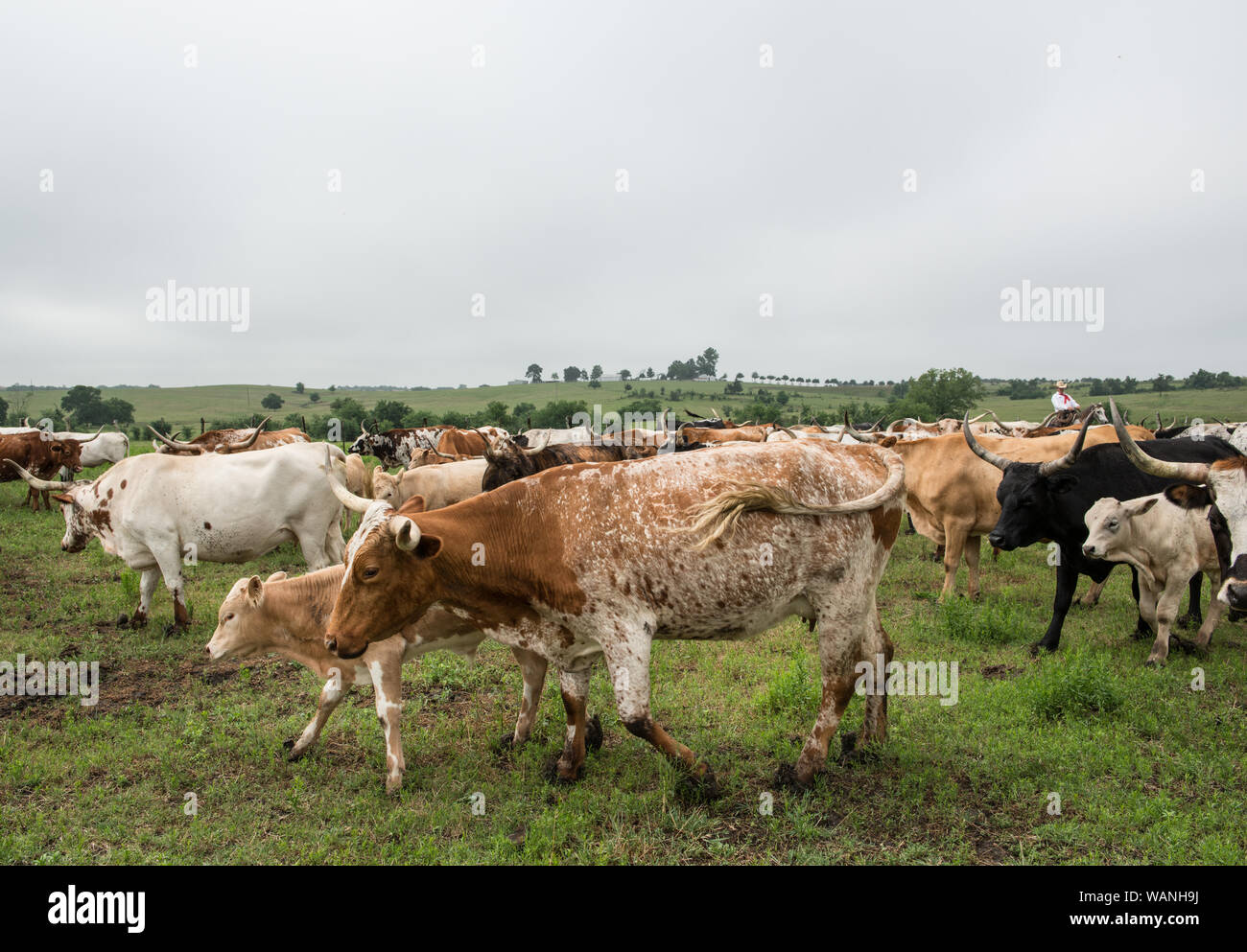 Cowhands drive the 200-head longhorn herd at the 1,800-acre Lonesome ...