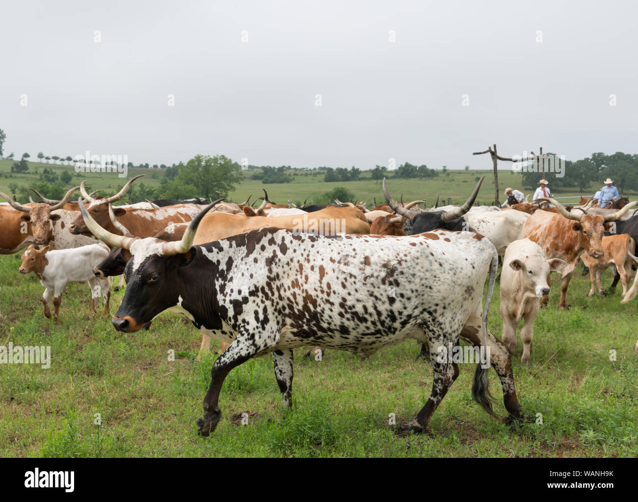 Cowhands drive the 200-head longhorn herd at the 1,800-acre Lonesome ...