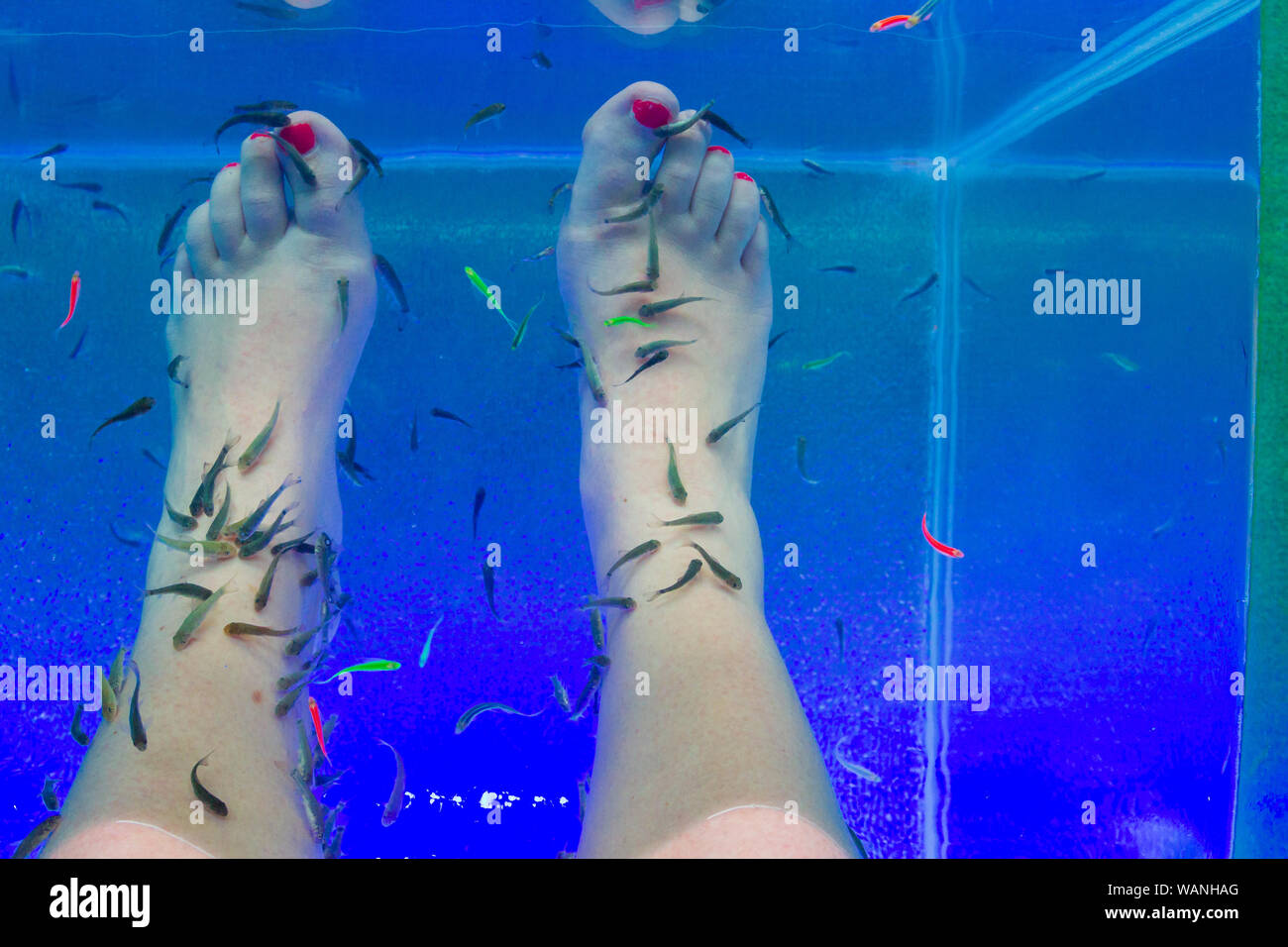 Fish Garra rufa in the aquarium treated feet Stock Photo - Alamy