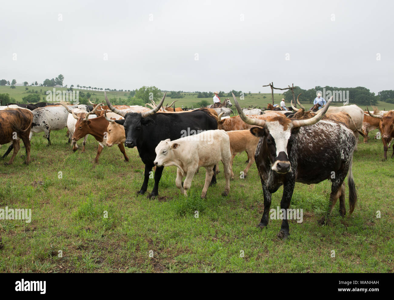 Cattle drive texas longhorn ranch hi-res stock photography and images ...