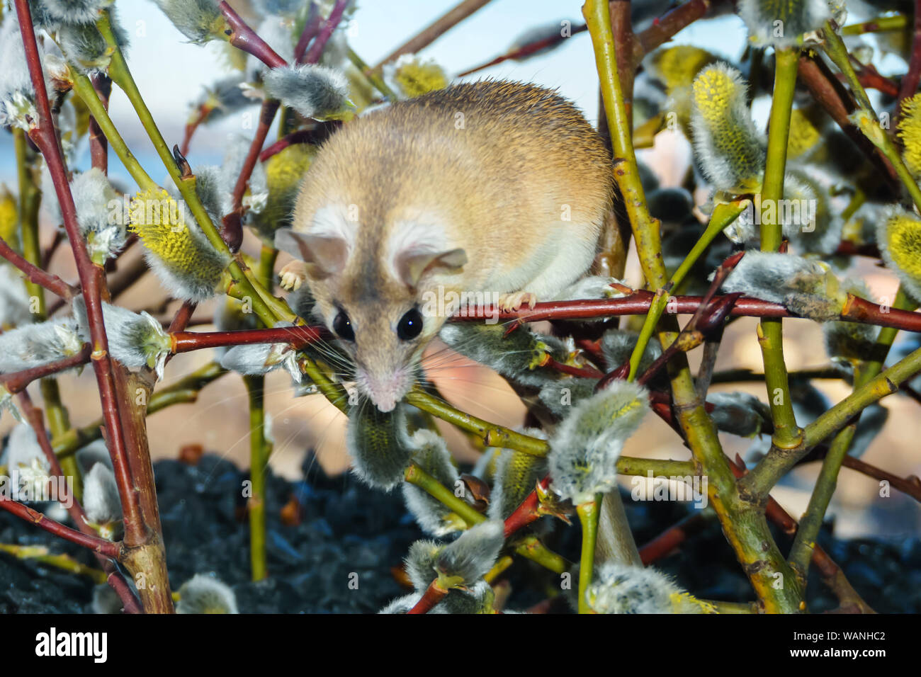 Spiny mouse hi-res stock photography and images - Alamy