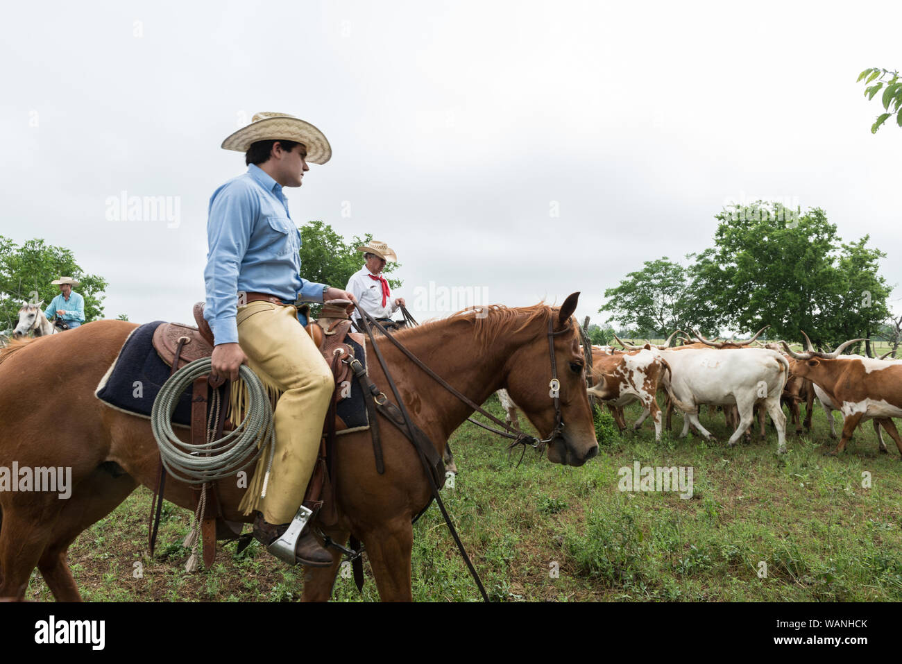 Cowhands drive the 200-head longhorn herd at the 1,800-acre Lonesome ...