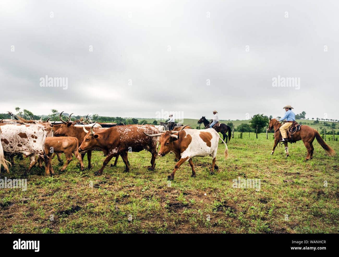 Cowhands drive the 200-head longhorn herd at the 1,800-acre Lonesome ...