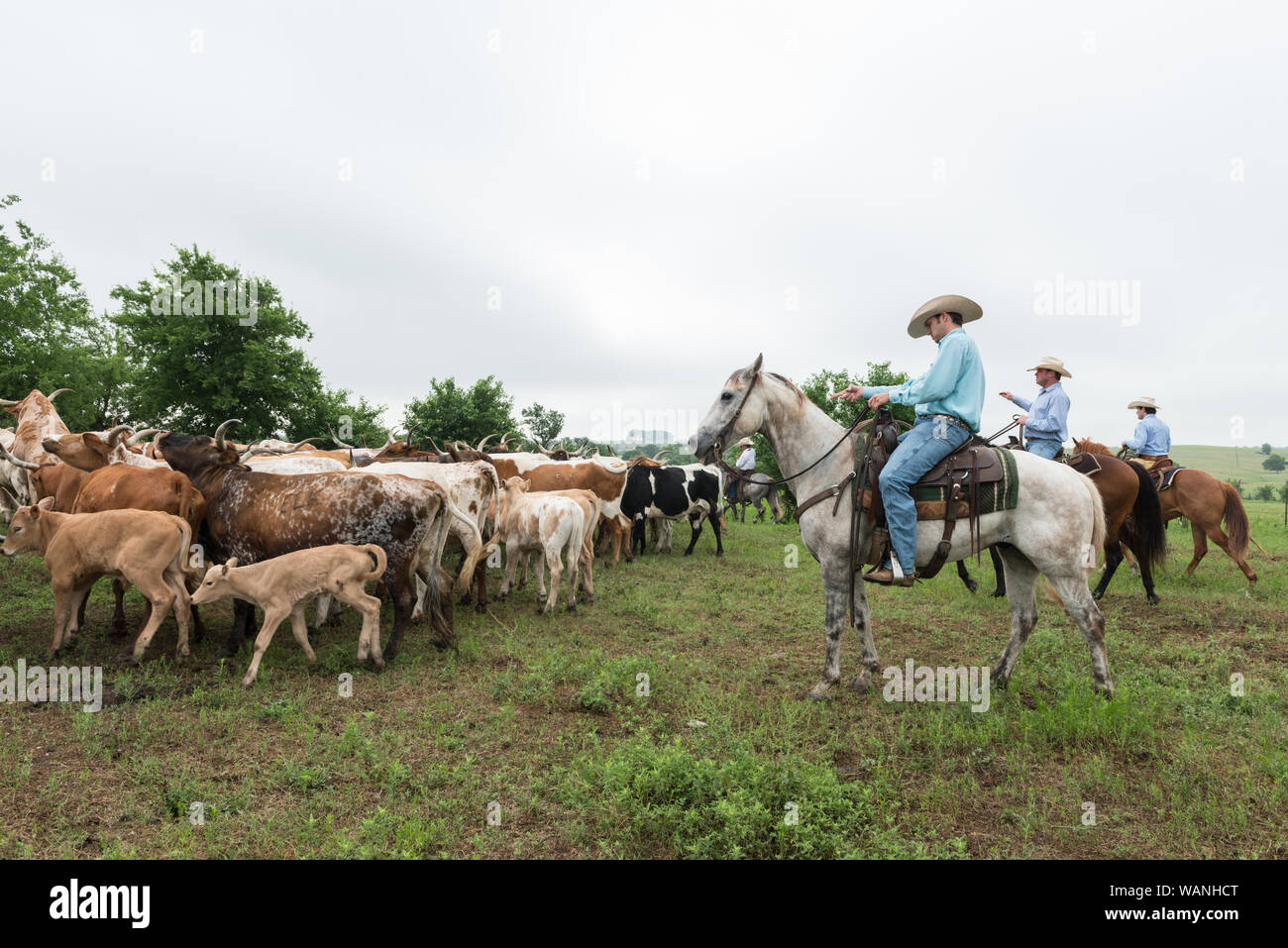 Cattle drive texas longhorn ranch hi-res stock photography and images ...