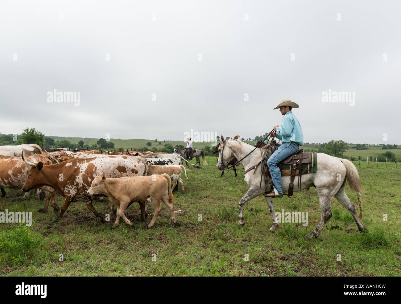 Cowhands drive the 200-head longhorn herd at the 1,800-acre Lonesome ...