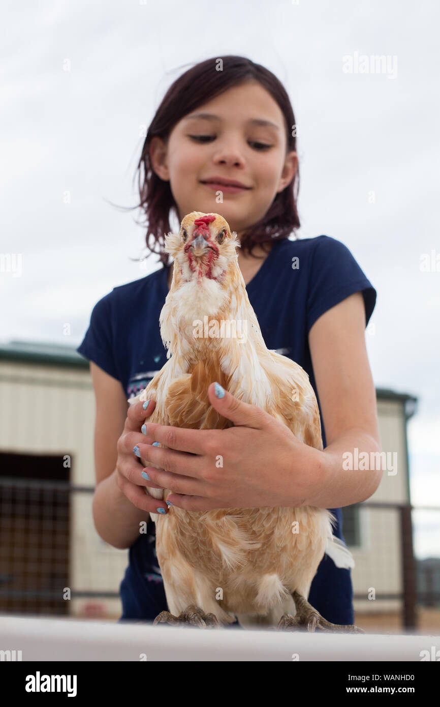 Hen looking into camera hi-res stock photography and images - Alamy