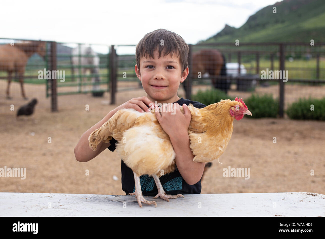 Chicken face hi-res stock photography and images - Alamy