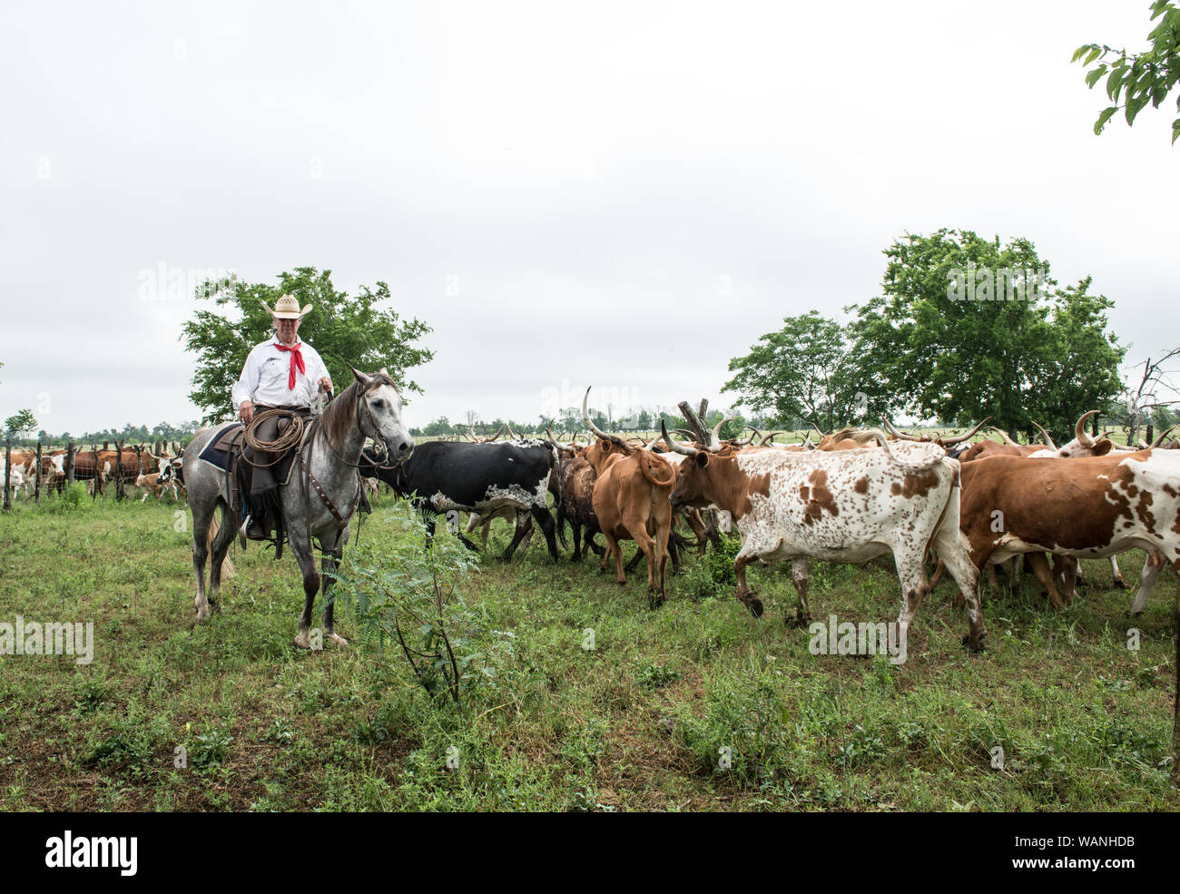 Cowhands drive the 200-head longhorn herd at the 1,800-acre Lonesome ...