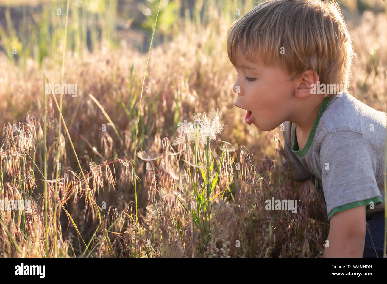 Little boy taking breath to blow on flower to make wish Stock Photo - Alamy