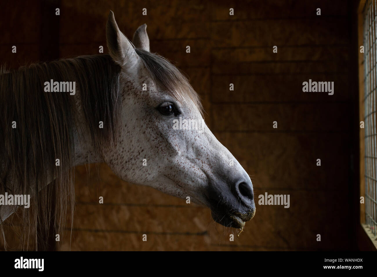 Horse standing in barn looking out window Stock Photo - Alamy