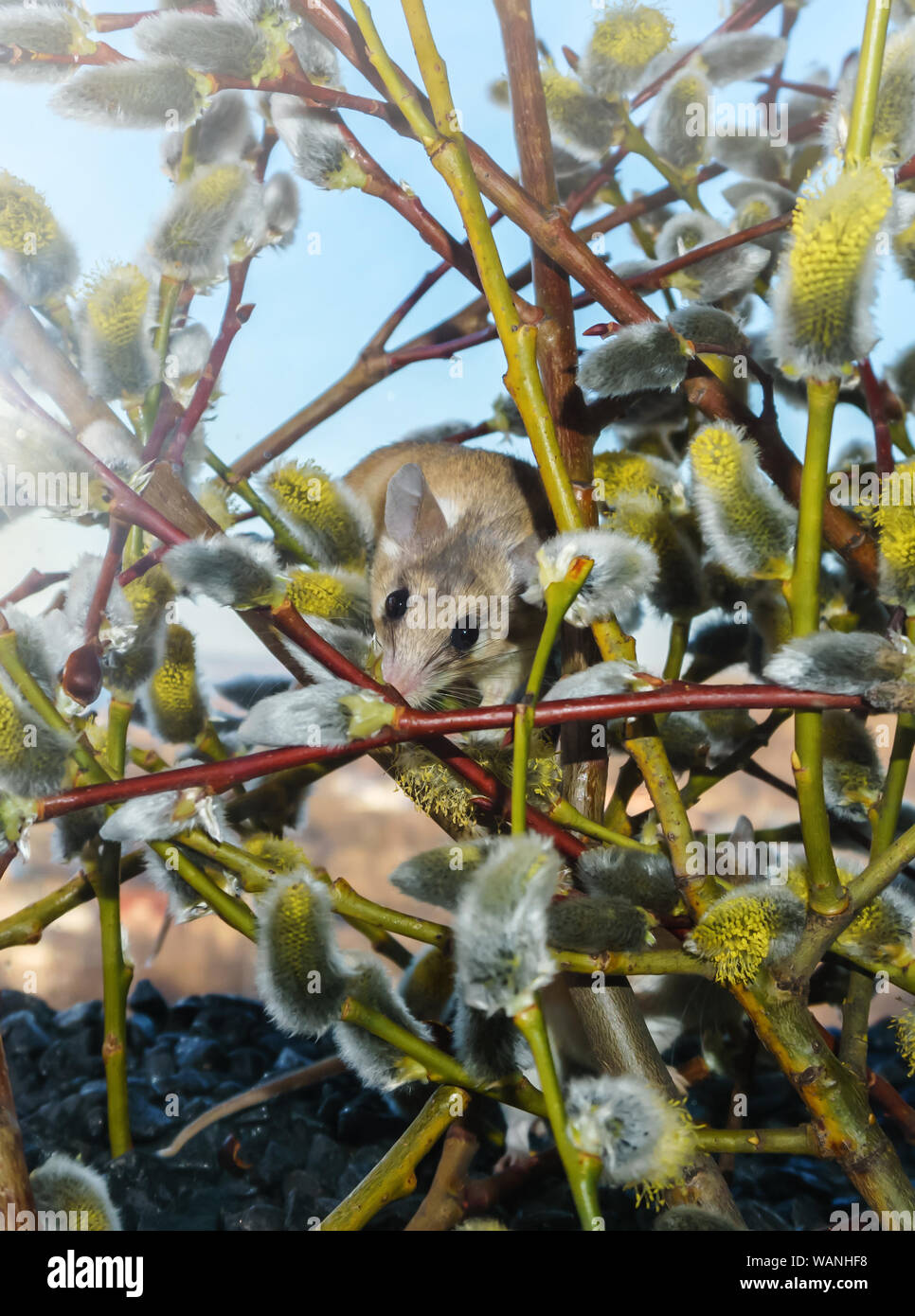 cute spiny mouse (akomys) climbs the branches of a blossoming willow ...