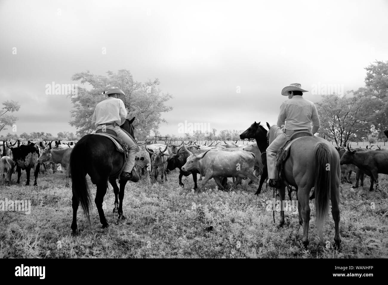 Cowhands Black and White Stock Photos & Images - Alamy