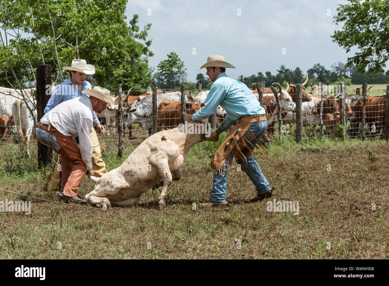Cowhands wrestle a longhorn calf to the ground on branding day at the ...
