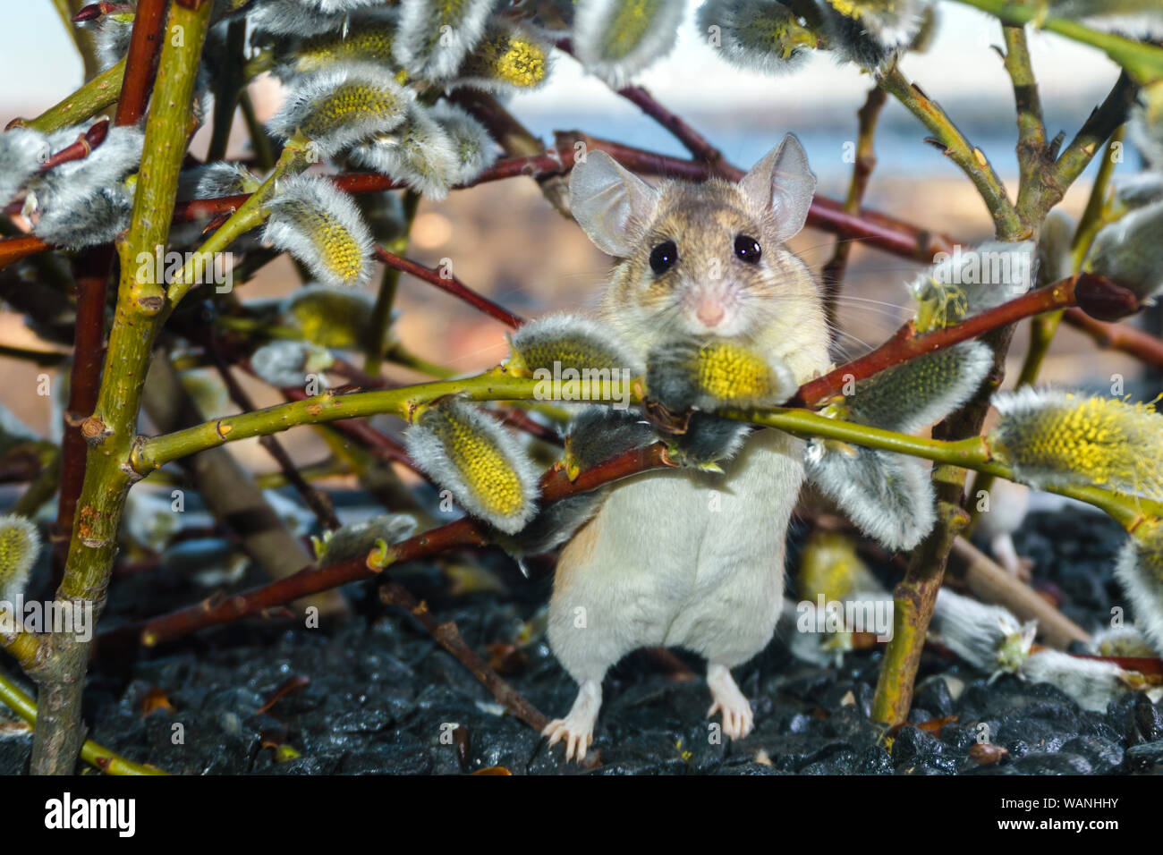 cute prickly mouse (akomys) sniffs a blooming willow flower Stock Photo ...
