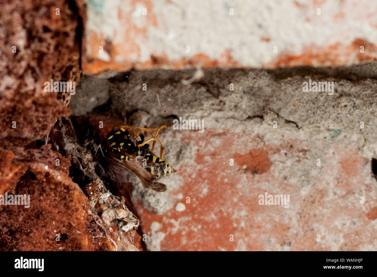Close up a small bee in spider web Stock Photo - Alamy