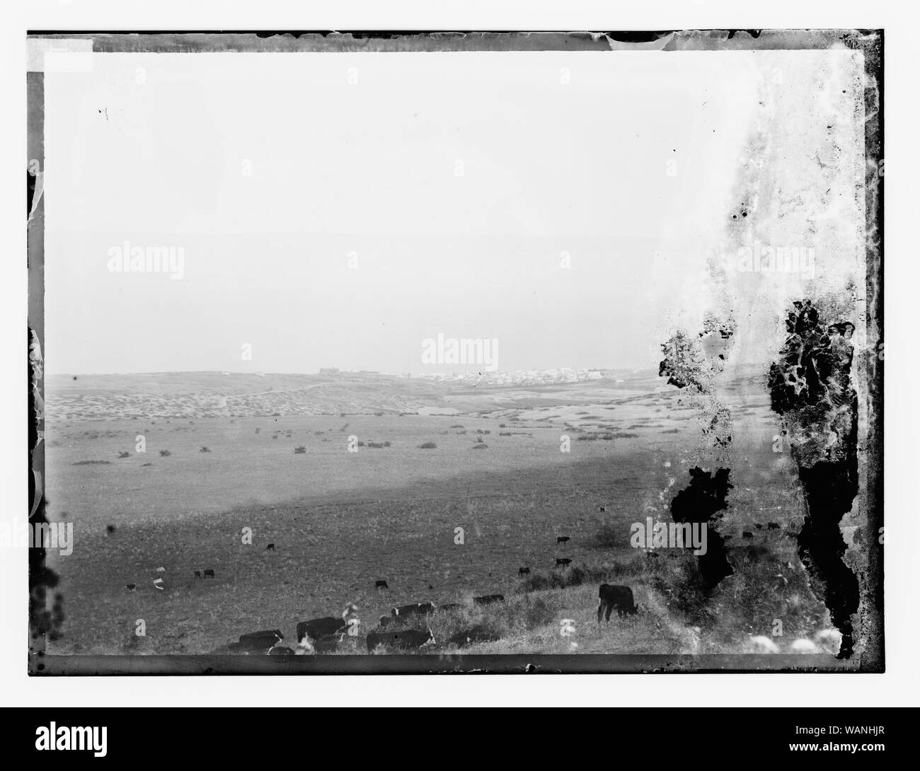 A field of cows Cut Out Stock Images & Pictures - Alamy