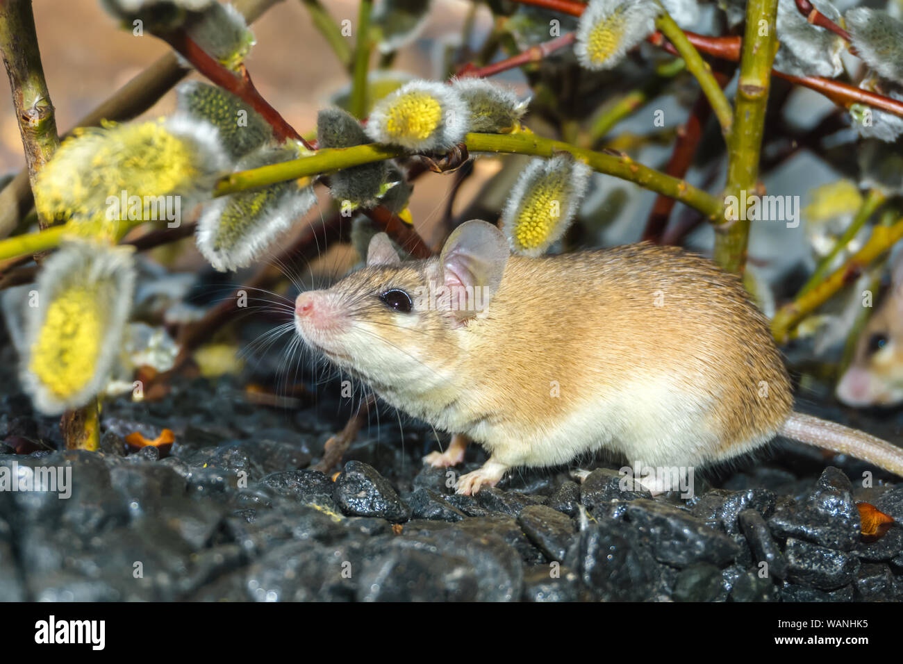 cute prickly mouse (akomys) sniffs a blooming willow flower Stock Photo ...