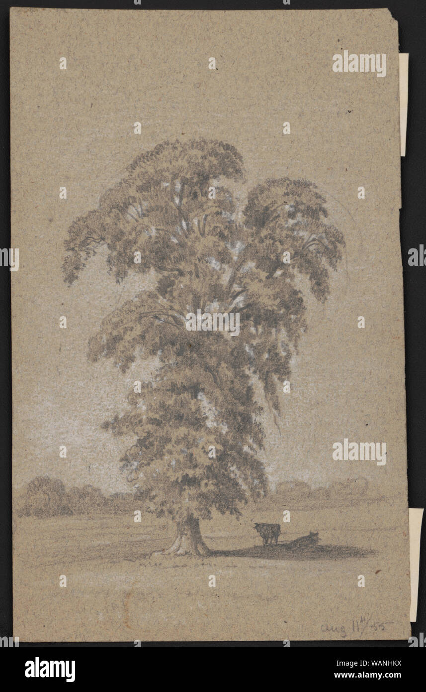 Cows tree shade hi-res stock photography and images - Alamy