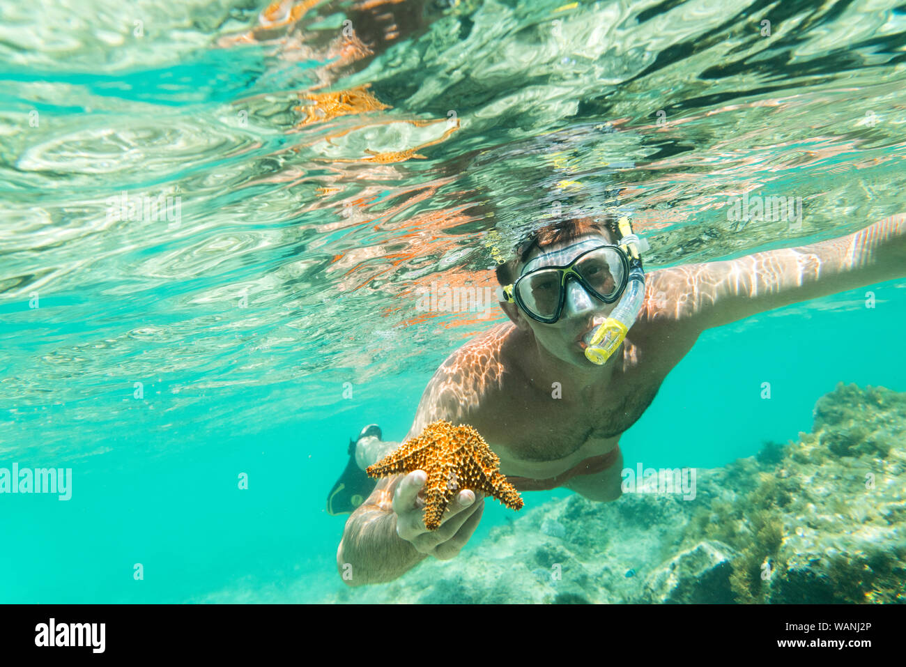 Coral fish starfish caribbean hi-res stock photography and images - Alamy
