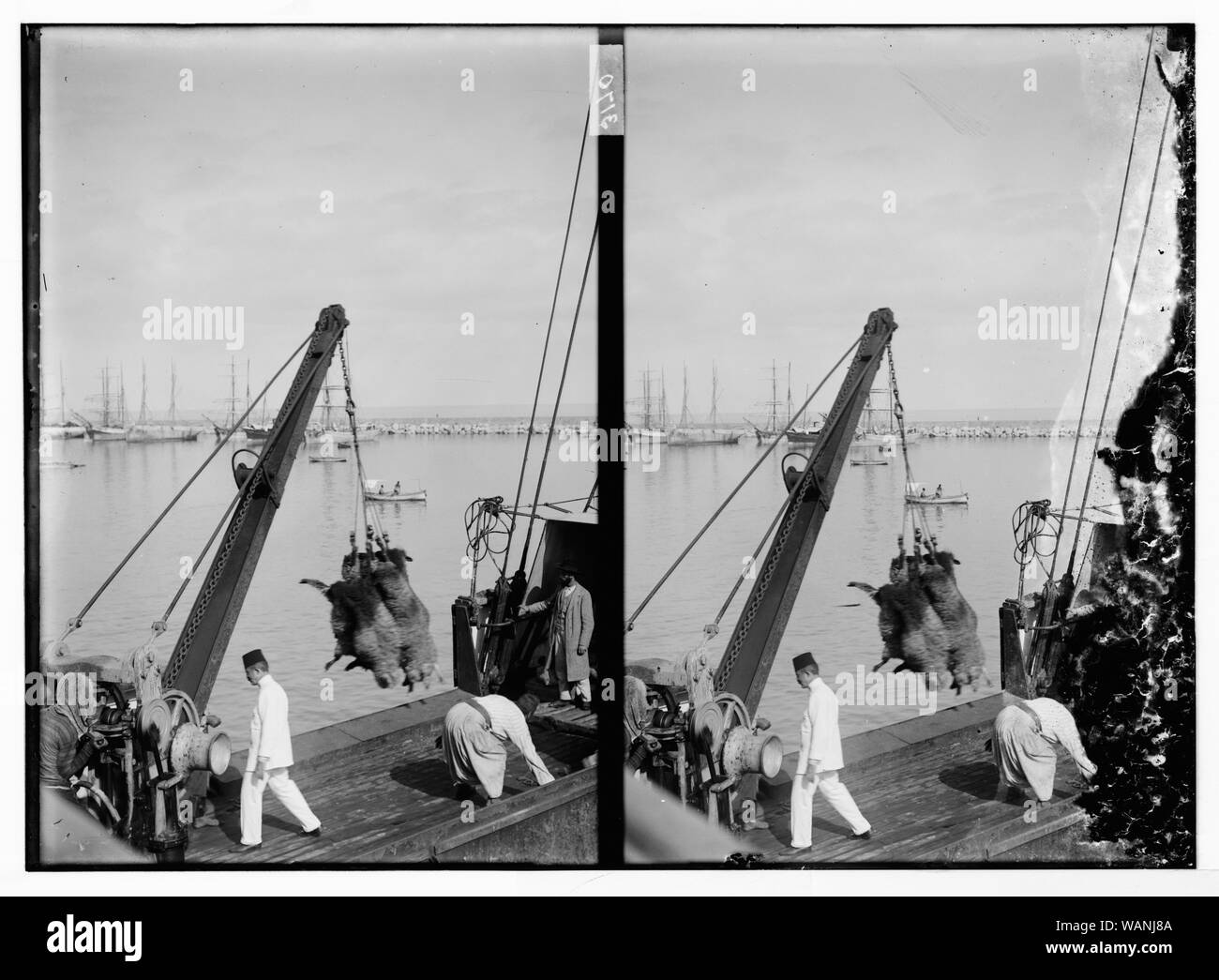 Crane hoisting sheep into boat Stock Photo - Alamy