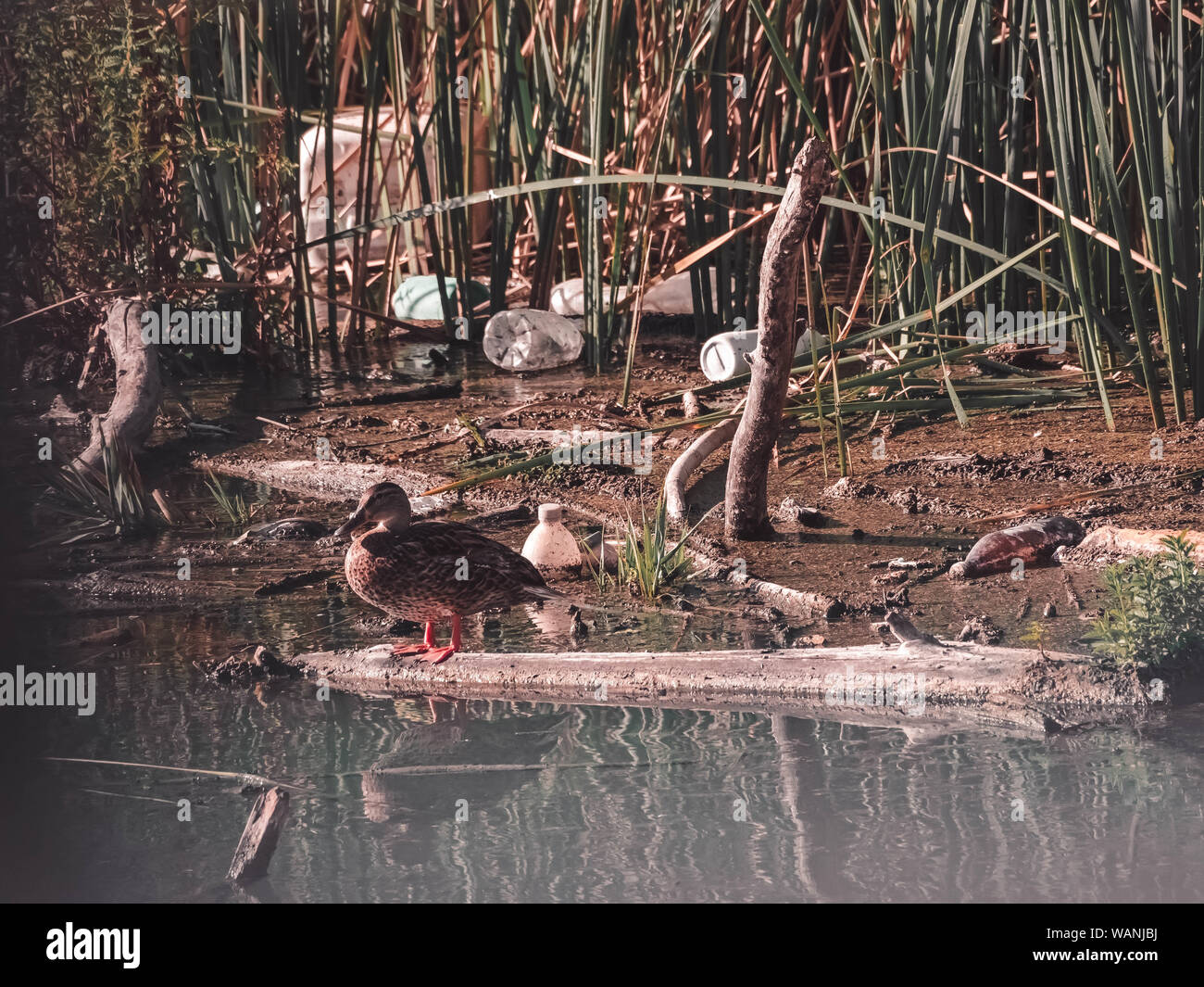 Basura verde hi-res stock photography and images - Alamy