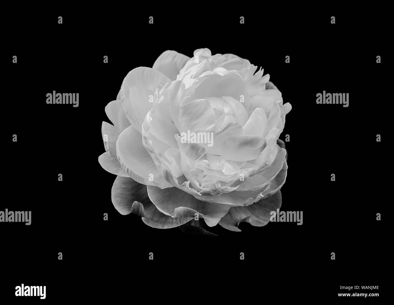 Makro pfingstrose hi-res stock photography and images - Alamy