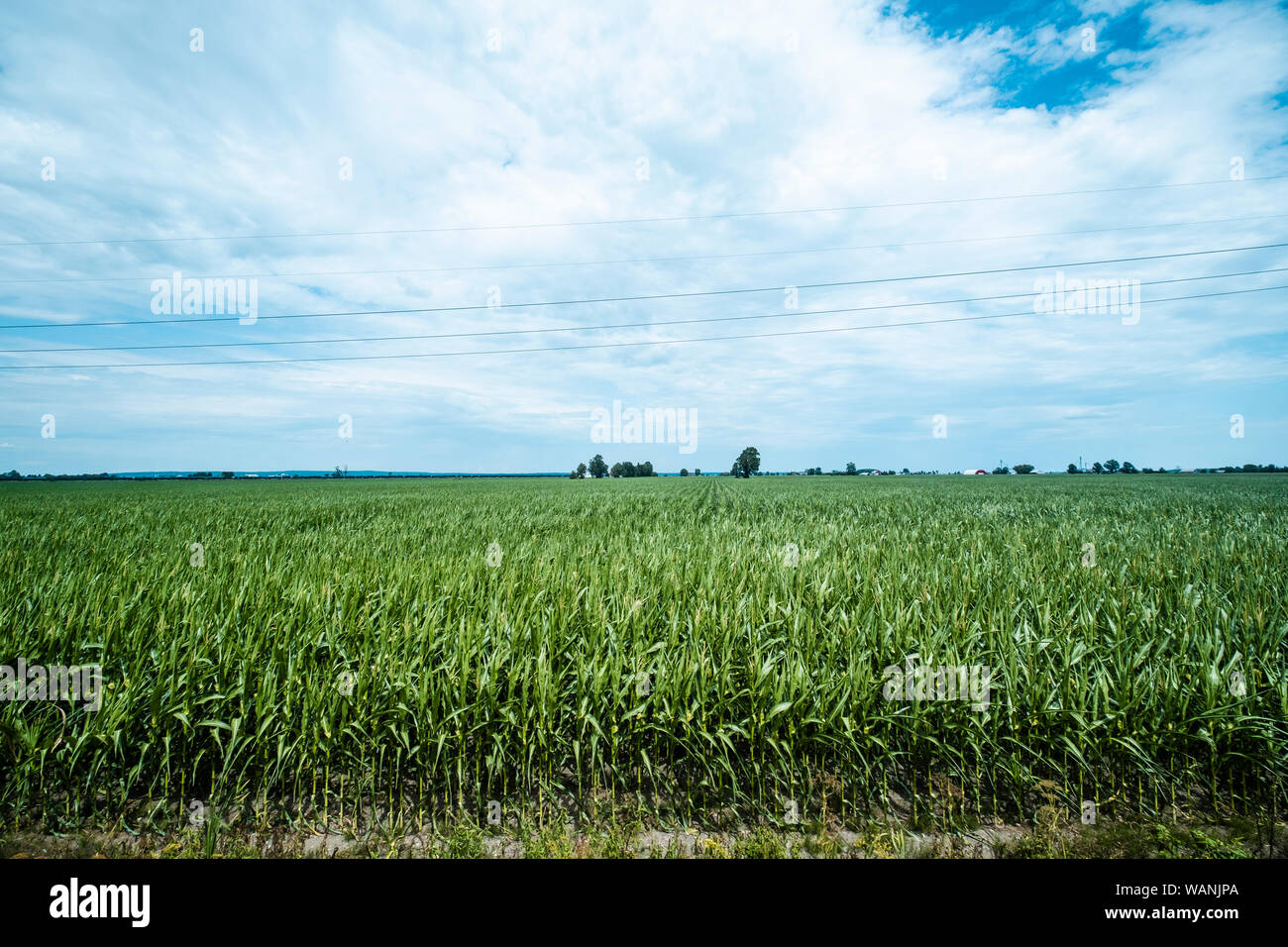 Green field, agricultural landscape, Canada Stock Photo - Alamy