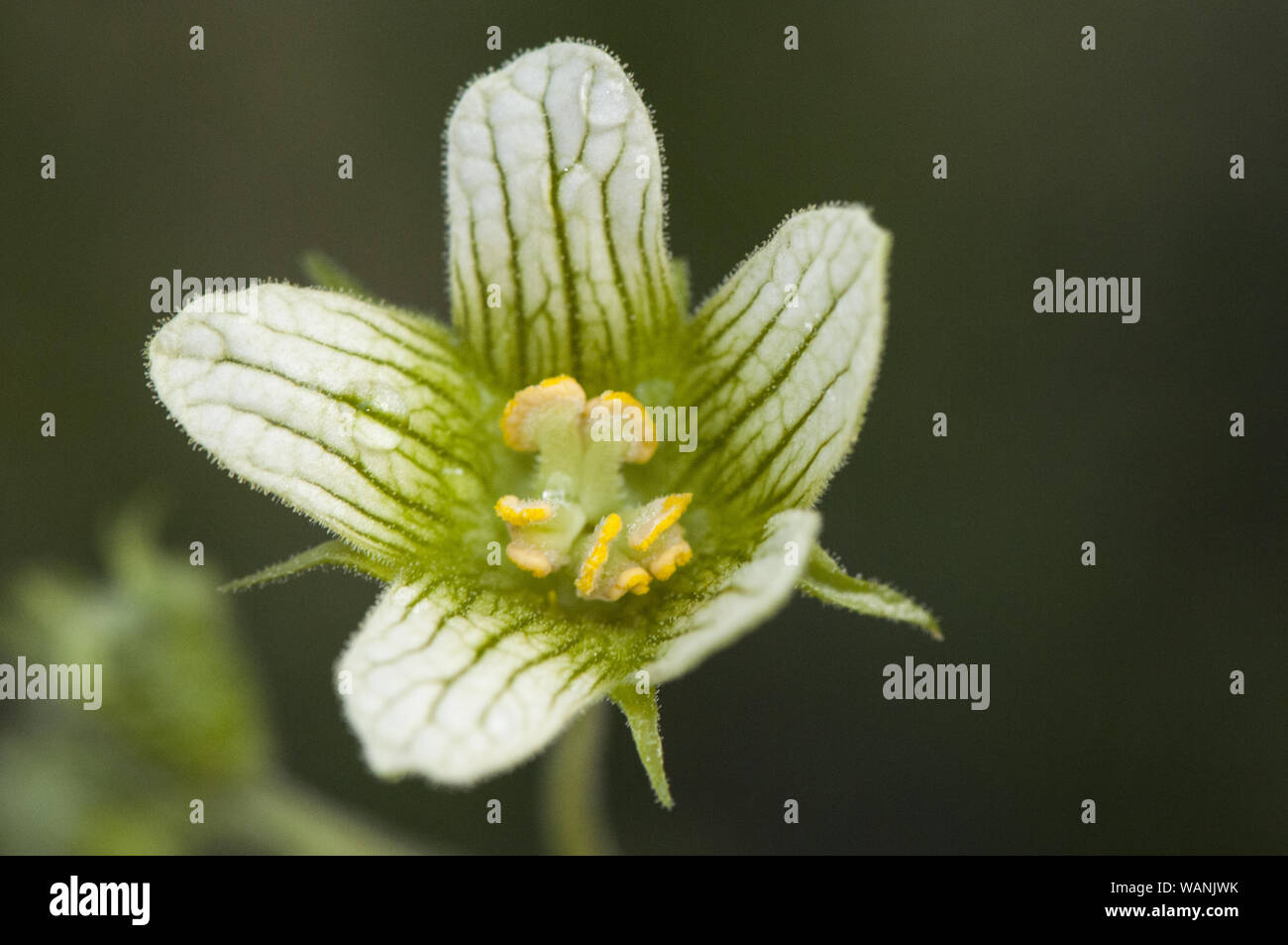 Bryonia Alba High Resolution Stock Photography and Images - Alamy